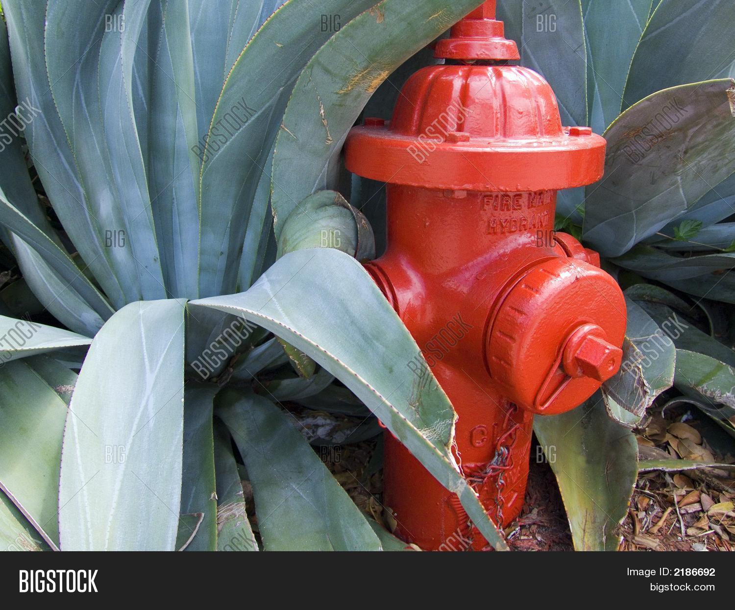 Fire Hydrant - Fire Image & Photo (Free Trial) | Bigstock
