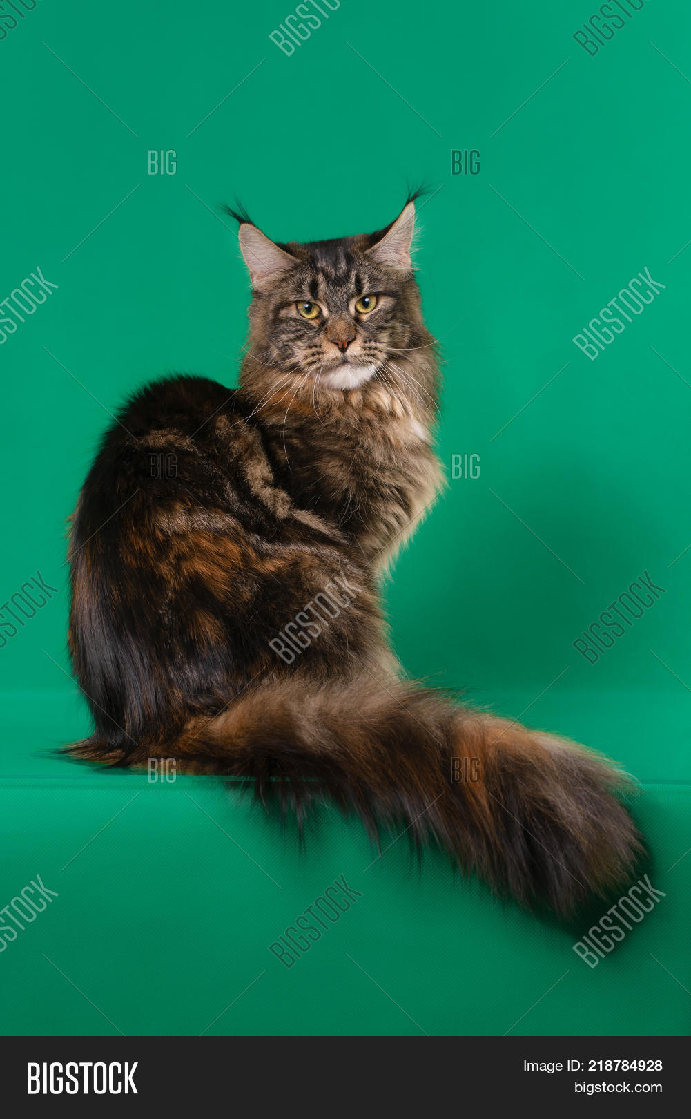 Angry Maine Coon Cat Image & Photo (Free Trial) | Bigstock
