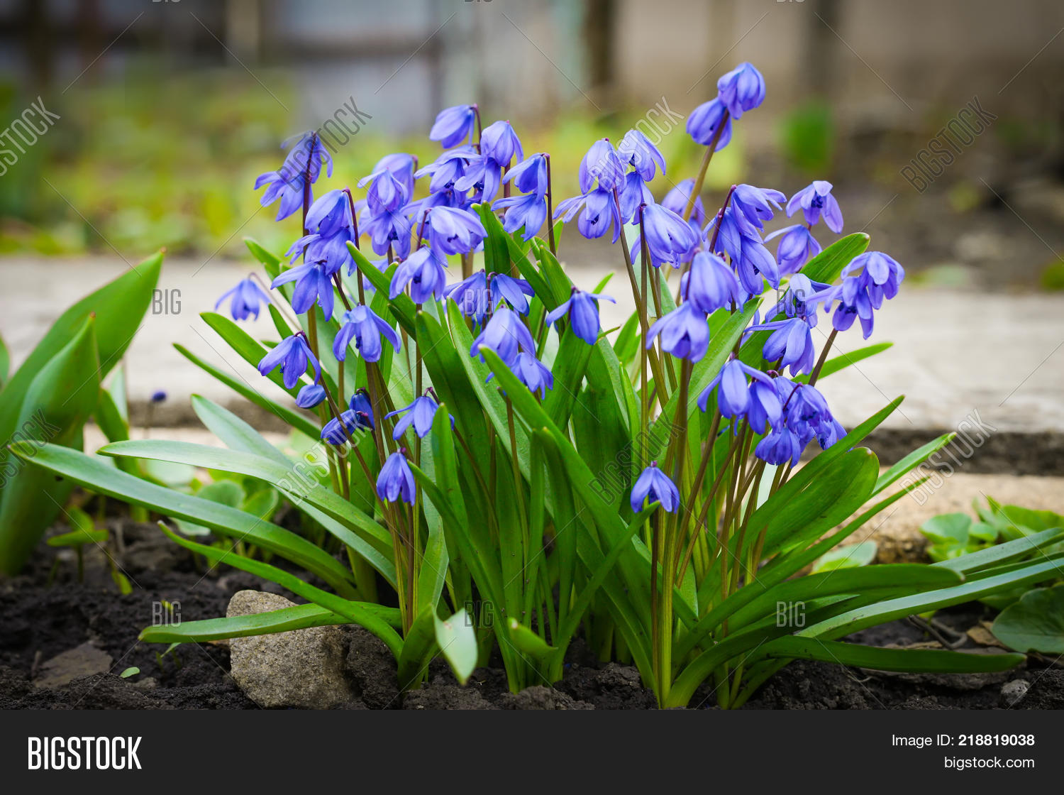 First Flowers Spring. Image & Photo (Free Trial) | Bigstock