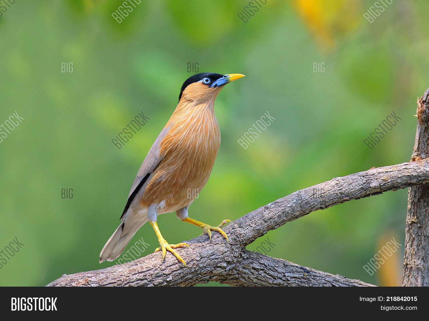Brahminy Myna Brahminy Image & Photo (Free Trial) | Bigstock