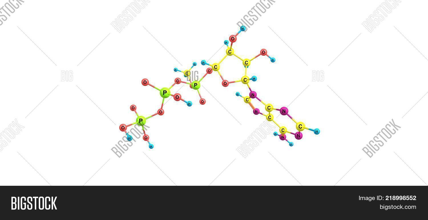 Adenosine Triphosphate Image & Photo (Free Trial) | Bigstock