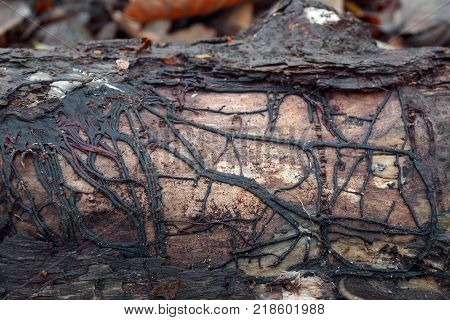 Armillaria Mushroom Image & Photo (Free Trial) | Bigstock