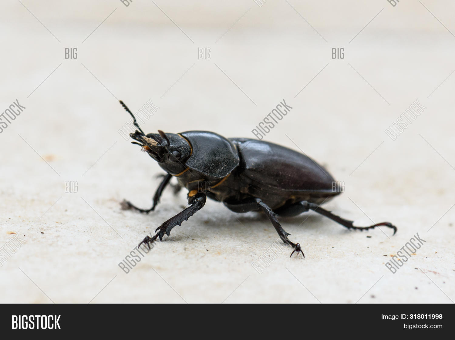 Big Female Stag Beetle Image & Photo (Free Trial) | Bigstock