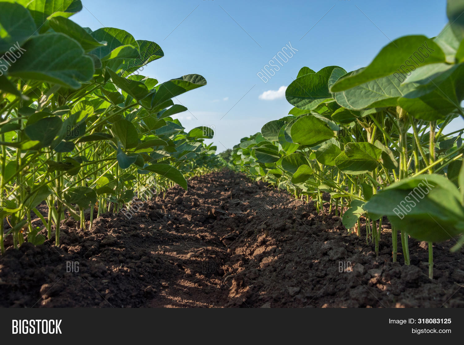 Field Young Soybean Image & Photo (Free Trial) | Bigstock