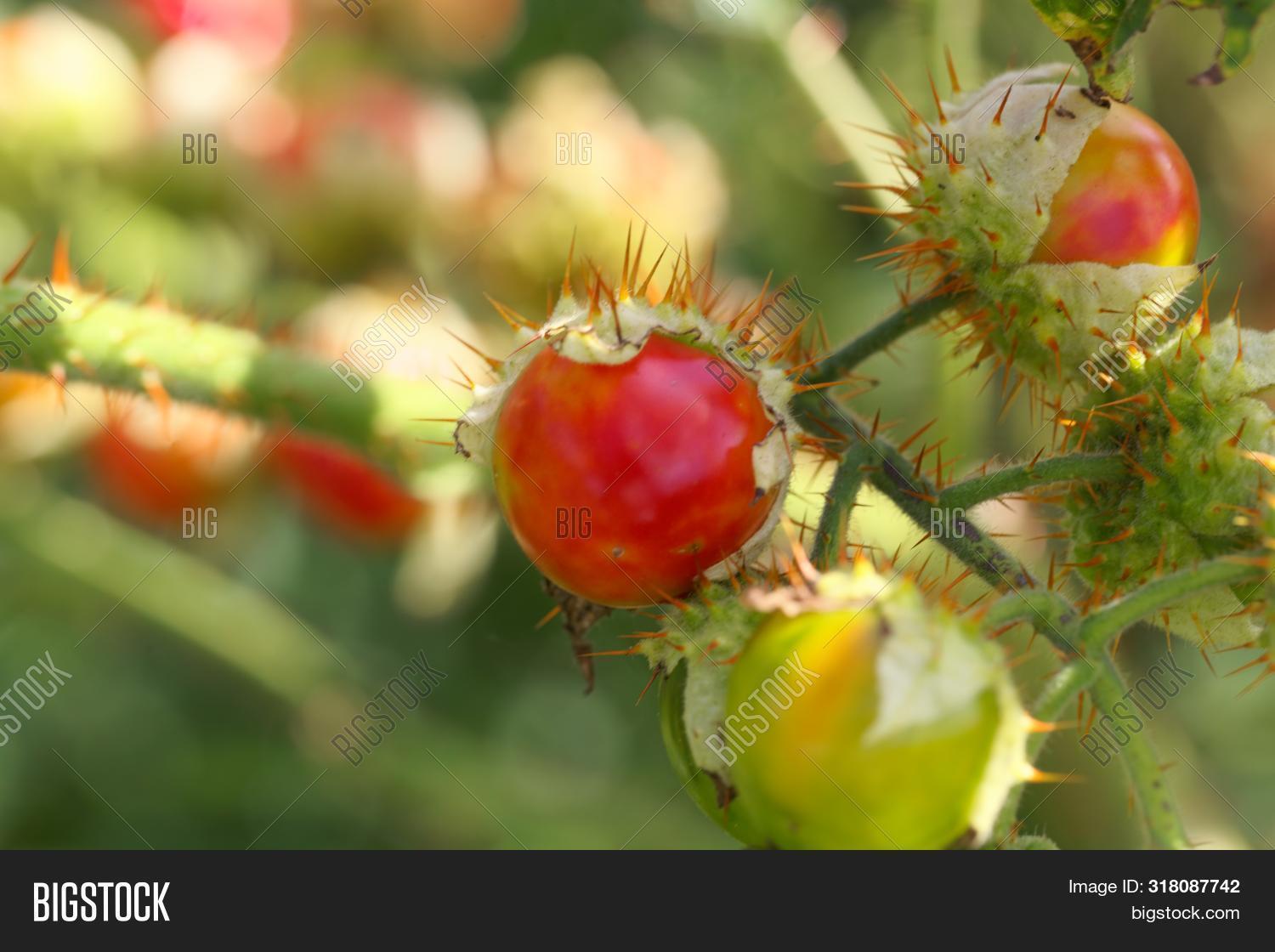 Fruit Sticky Image & Photo (Free Trial) | Bigstock