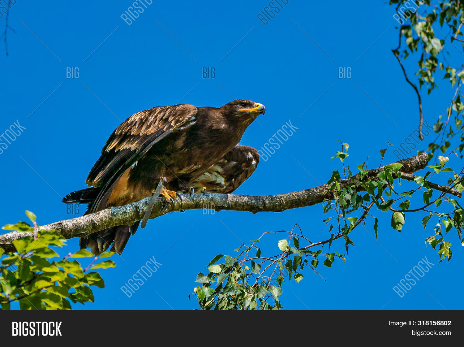 Harriss Hawk, Image & Photo (Free Trial) | Bigstock