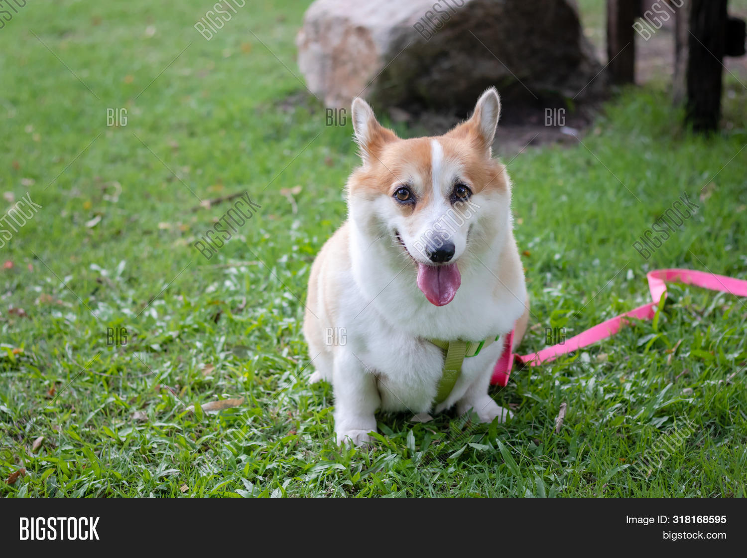 Cute Corgi Dog Park, Image & Photo (Free Trial) | Bigstock