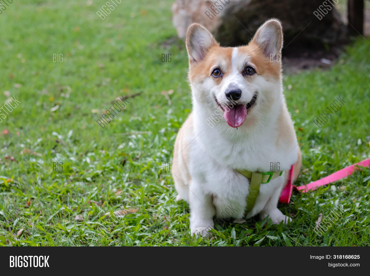 Cute Corgi Dog Park, Image & Photo (Free Trial) | Bigstock