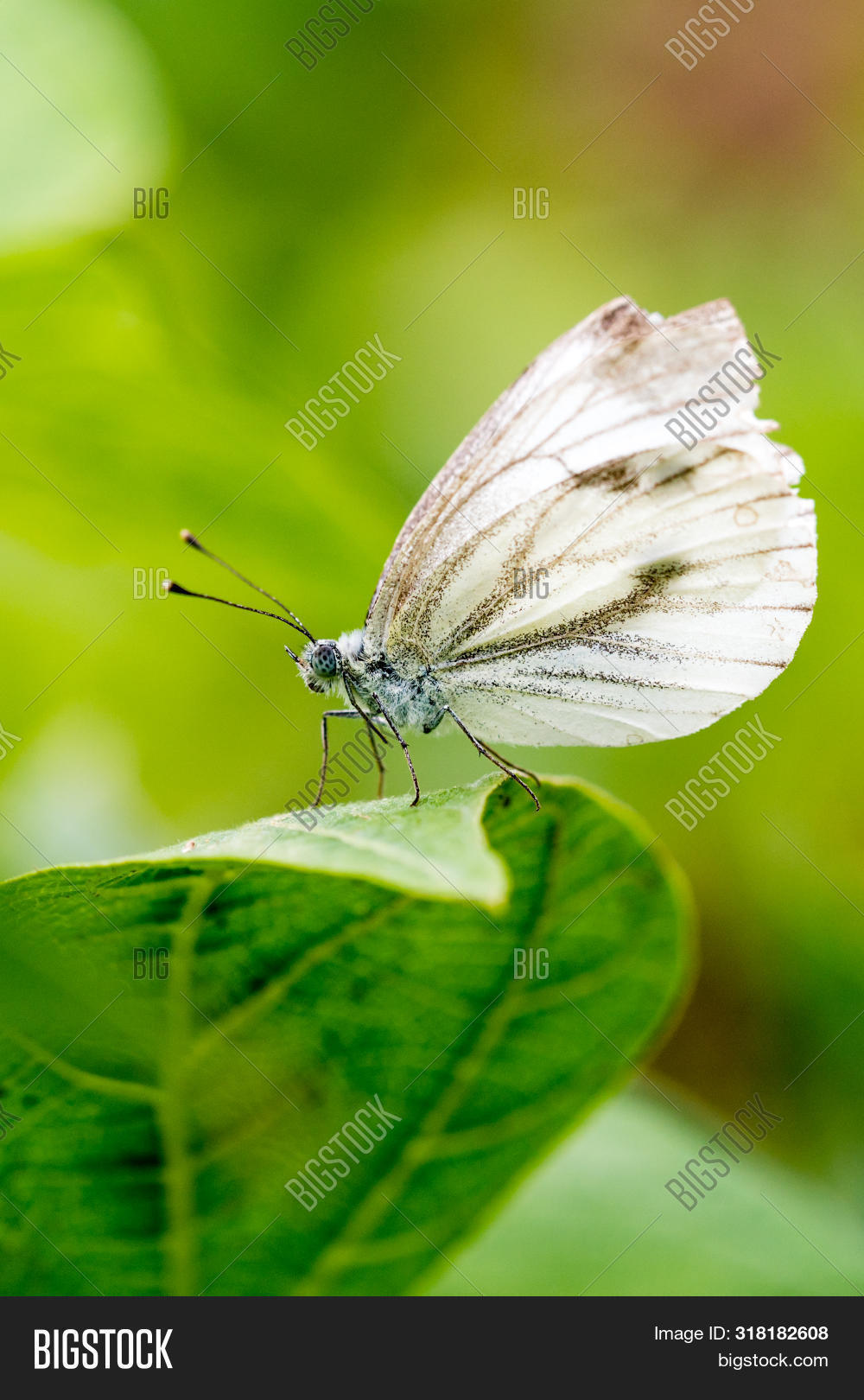 Small Cabbage White Image & Photo (Free Trial) | Bigstock