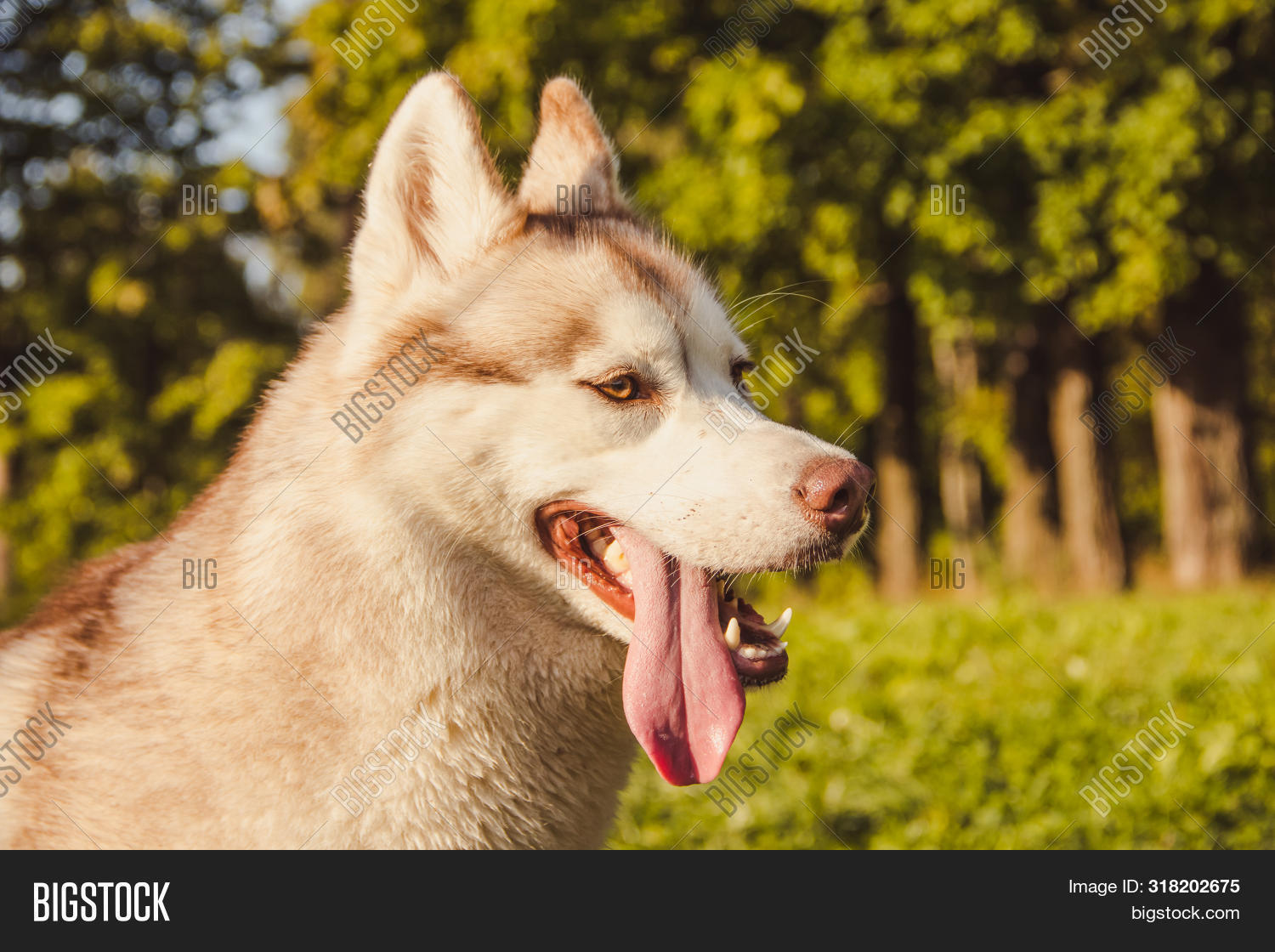 Husky Portrait. Young Image & Photo (Free Trial) | Bigstock
