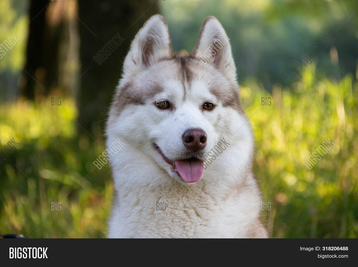 Husky Portrait. Young Image & Photo (Free Trial) | Bigstock