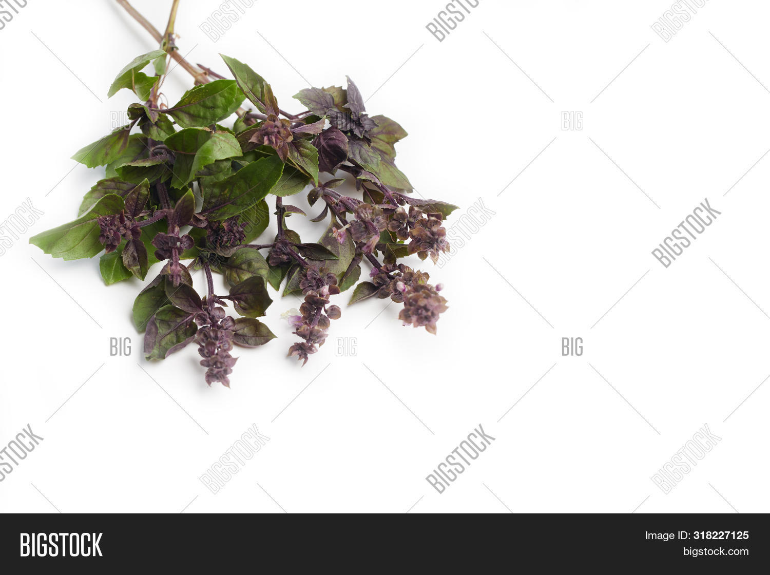 Branch Purple Basil On Image & Photo (Free Trial) | Bigstock