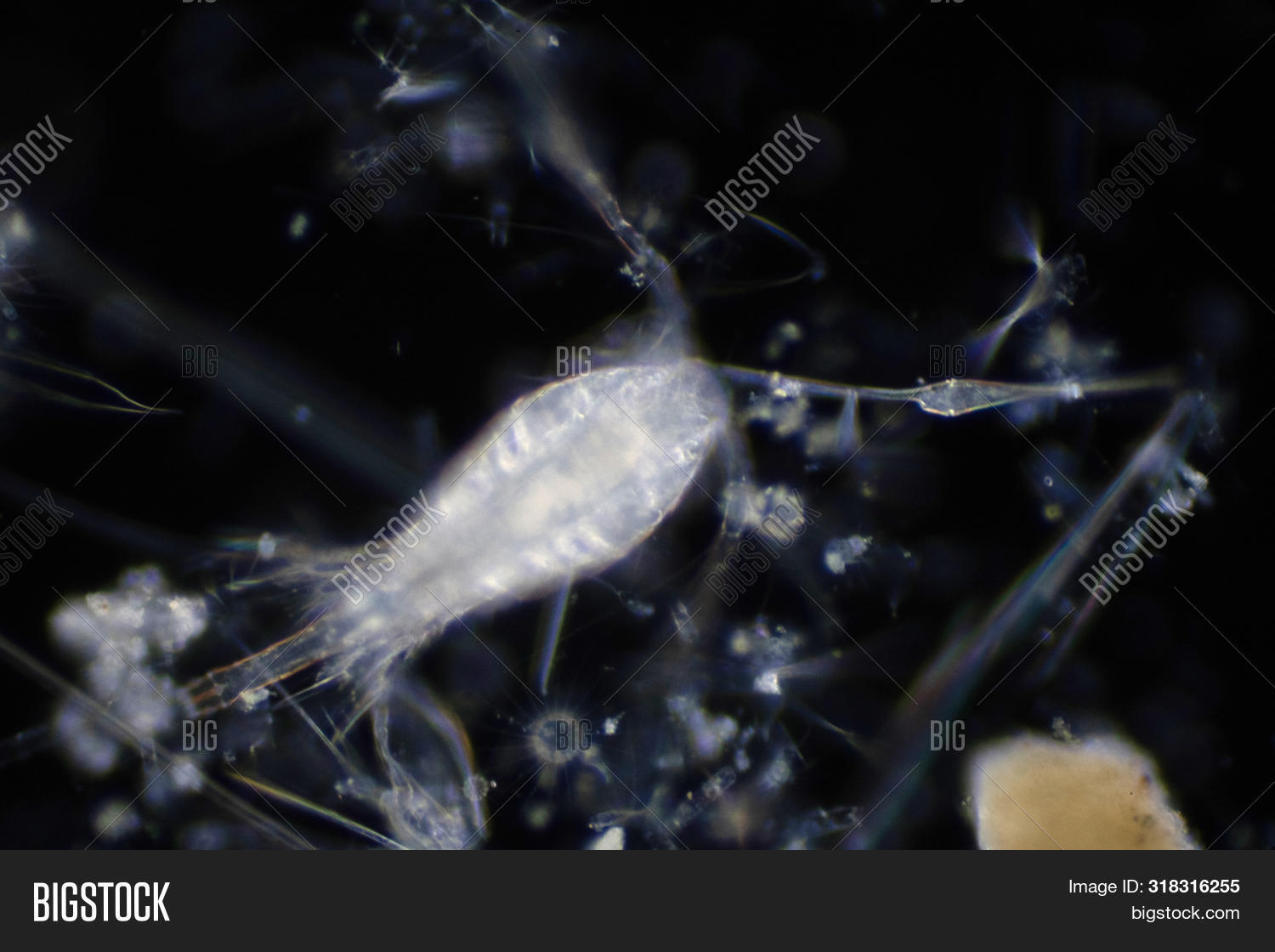 Plankton Organisms Image & Photo (Free Trial) | Bigstock