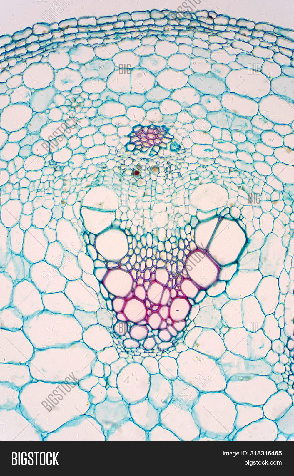 Cross Sections Plants Image & Photo (Free Trial) | Bigstock