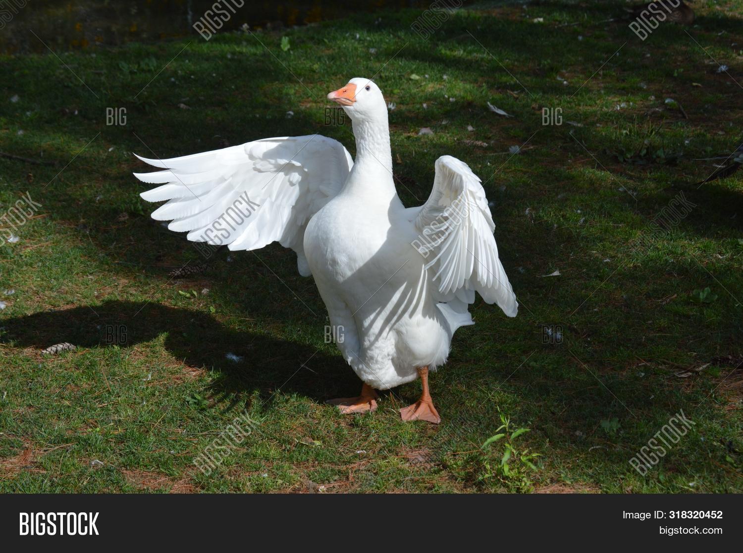 White Goose Open Wing Image & Photo (Free Trial) | Bigstock