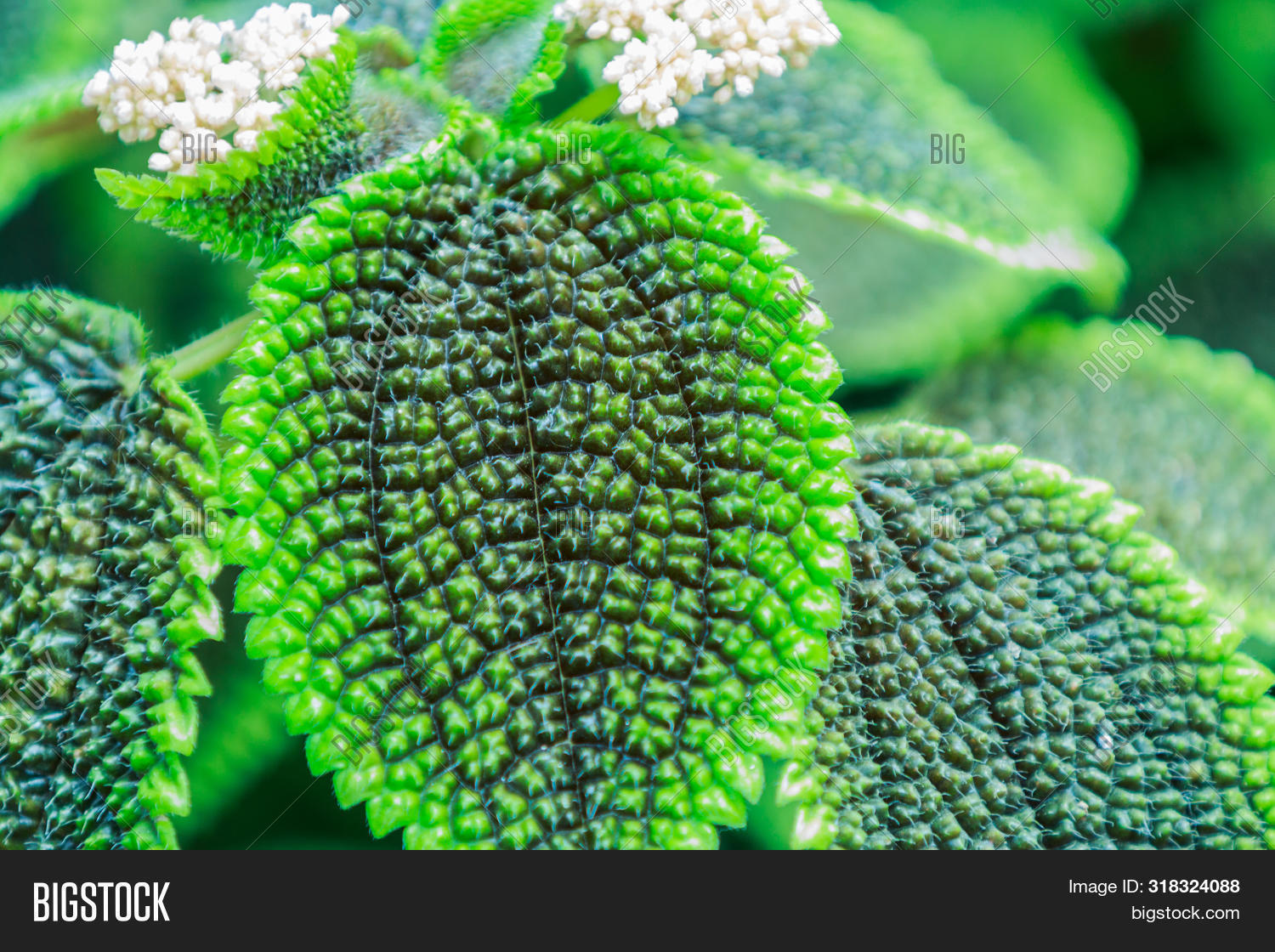 Green Leaves Pilea Image & Photo (Free Trial) | Bigstock