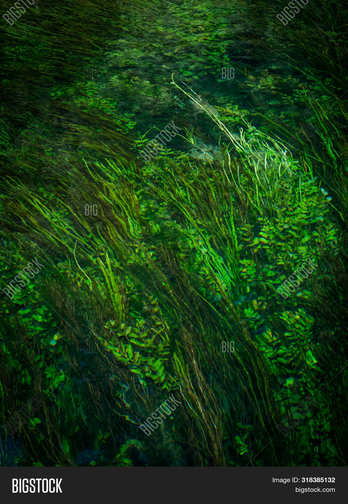 Green River Algae Image & Photo (Free Trial) | Bigstock