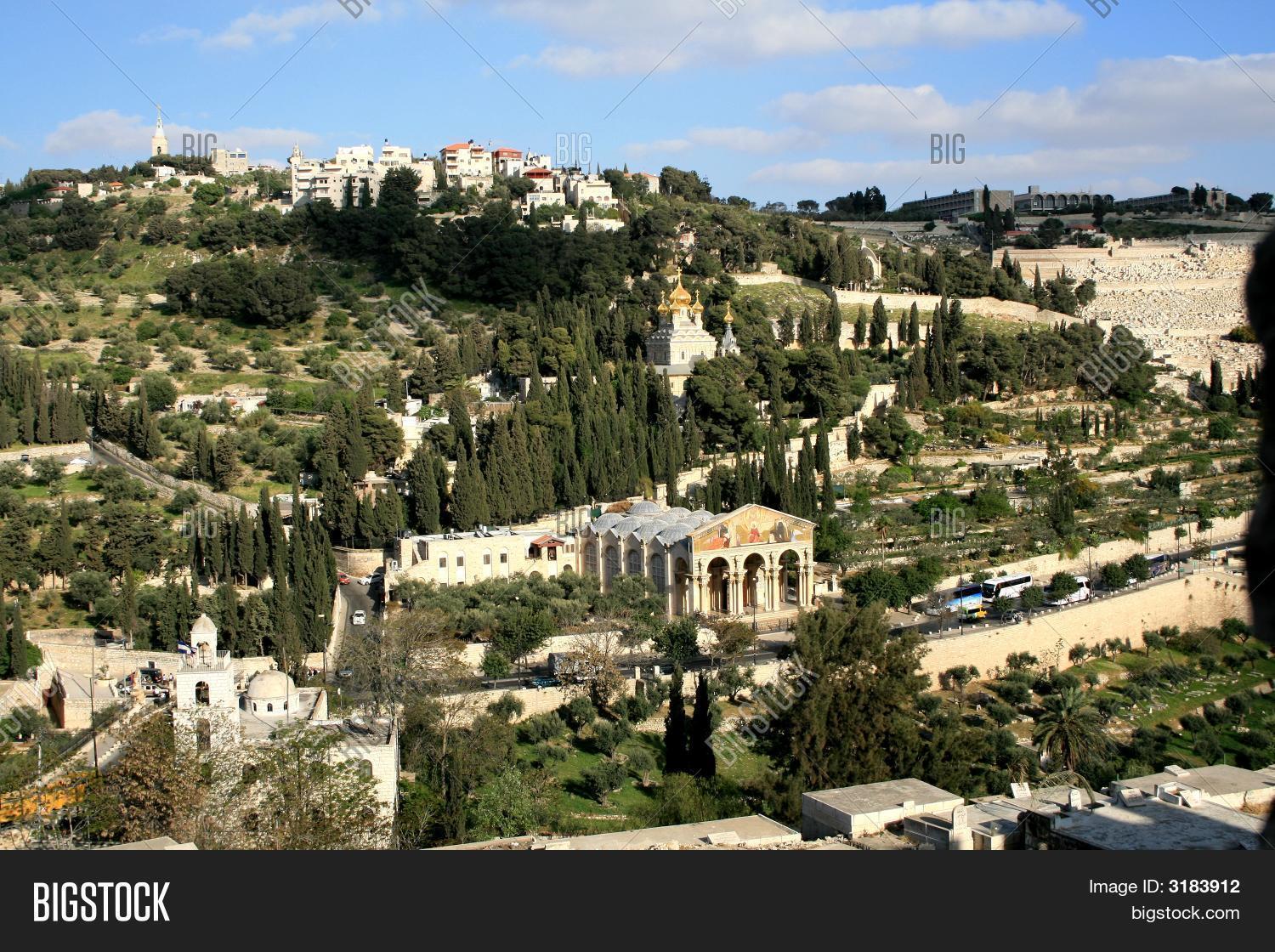 View On Olives' Image & Photo (Free Trial) | Bigstock