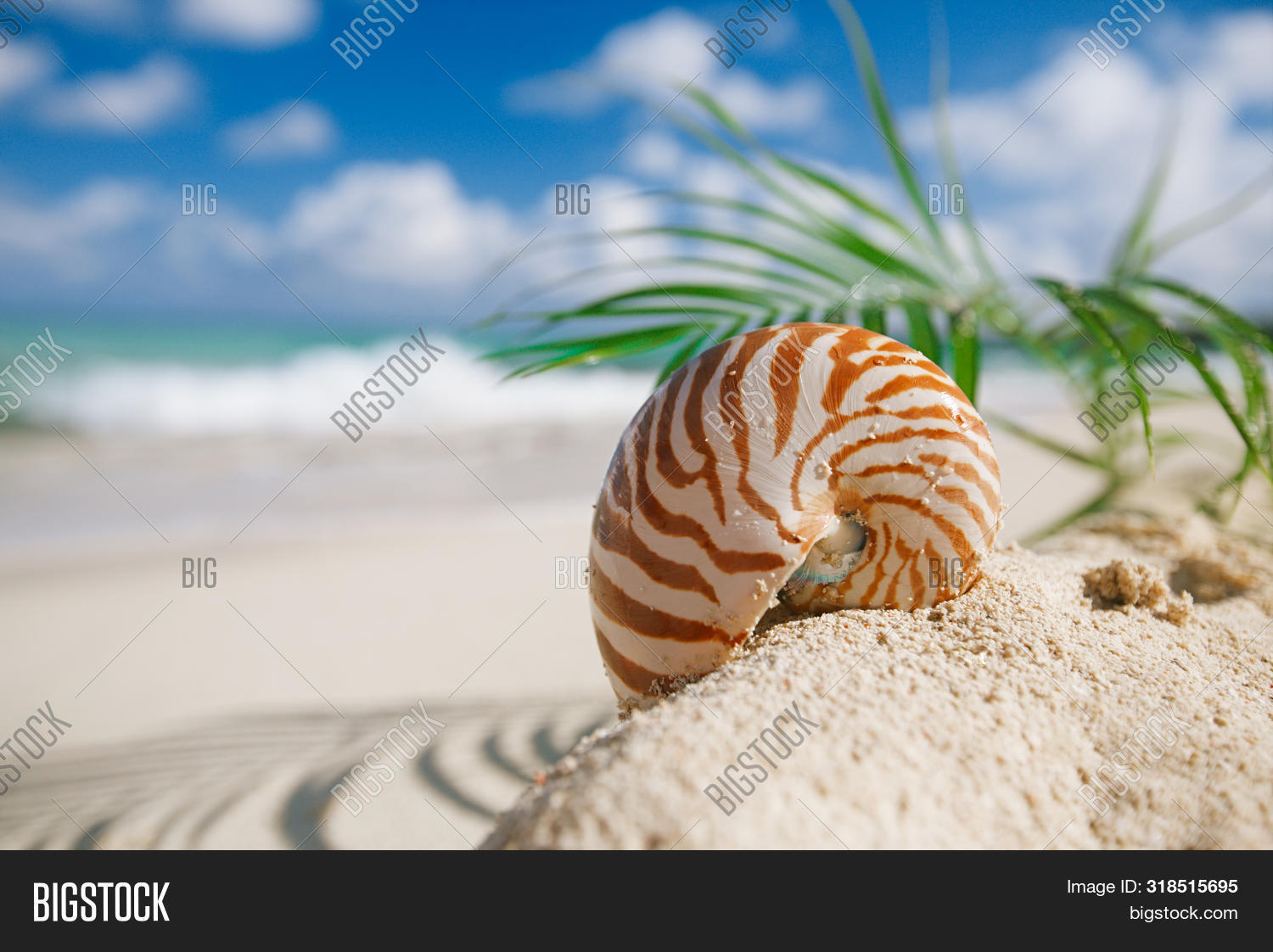 Nautilus Sea Shell On Image & Photo (Free Trial) | Bigstock