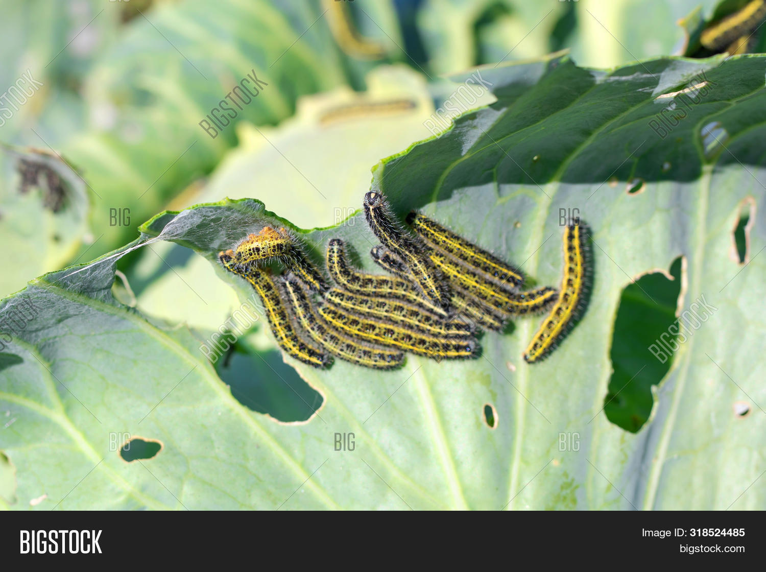 Cabbage Pest. Image & Photo (Free Trial) | Bigstock