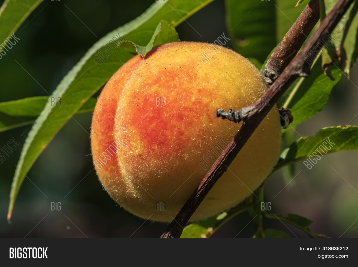 Ripe Peach Fruit Hangs Image & Photo (Free Trial) | Bigstock