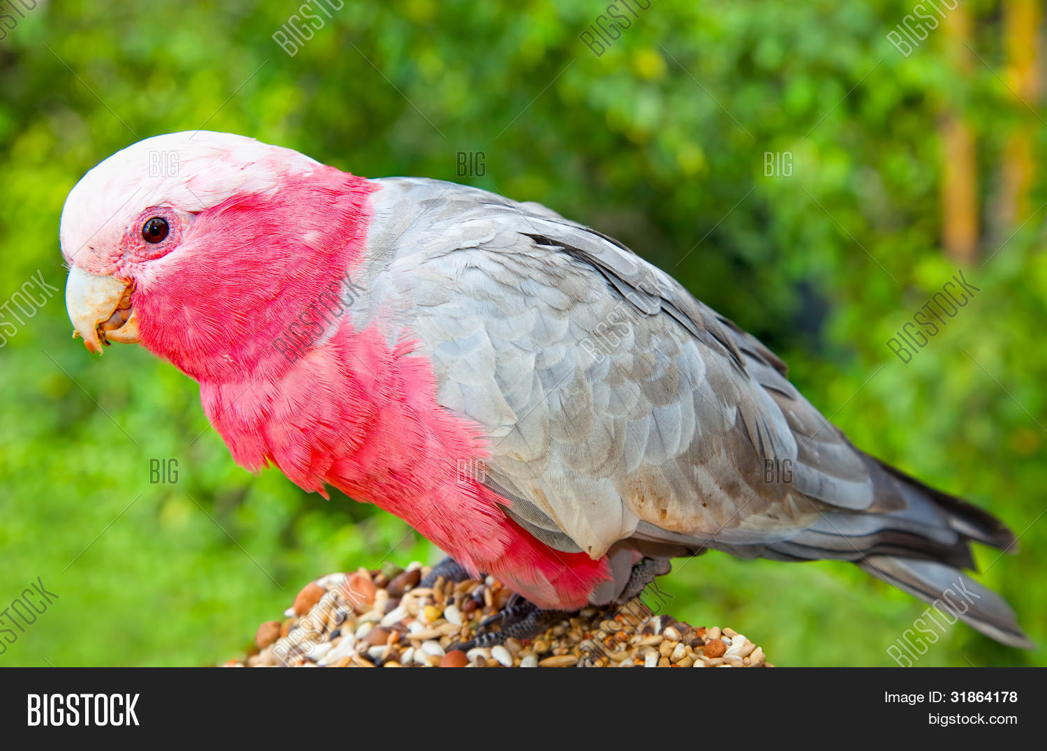 Galah Parrot Nature Image & Photo (Free Trial) | Bigstock