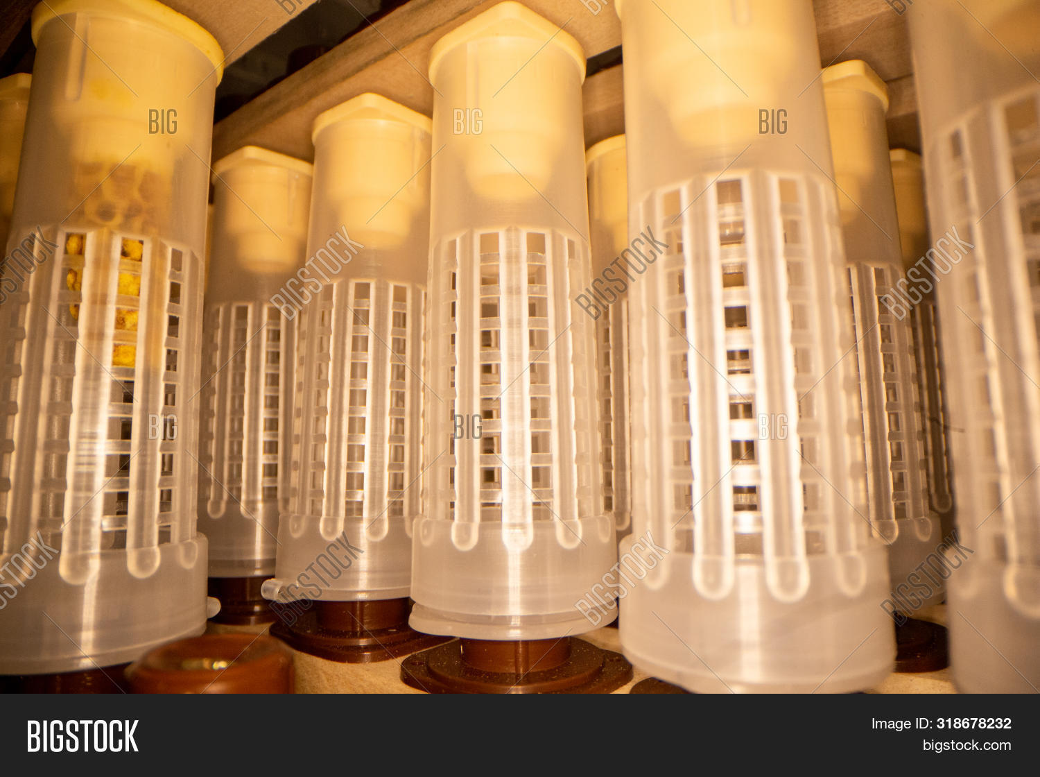 Cell Curlers Image & Photo (Free Trial) | Bigstock