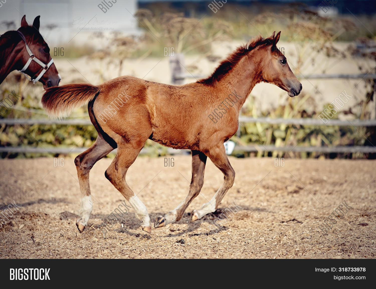 Red Foal Asterisk On Image & Photo (Free Trial) | Bigstock