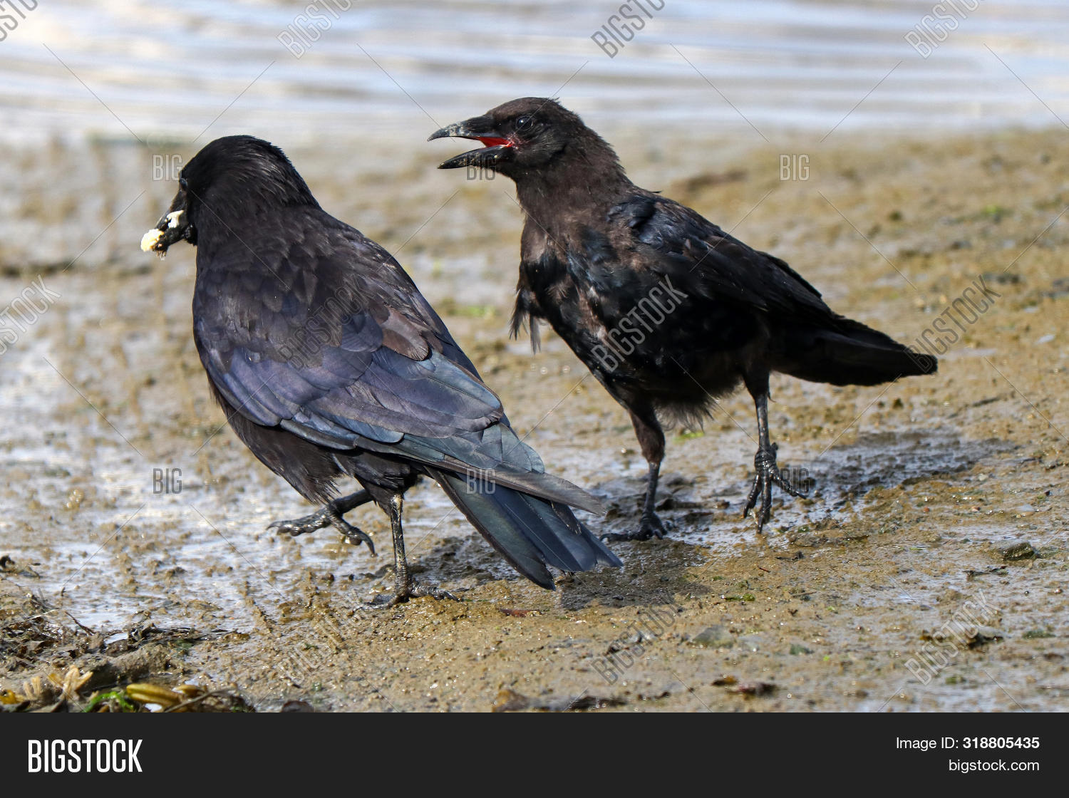 Carrion Crow Image & Photo (Free Trial) | Bigstock