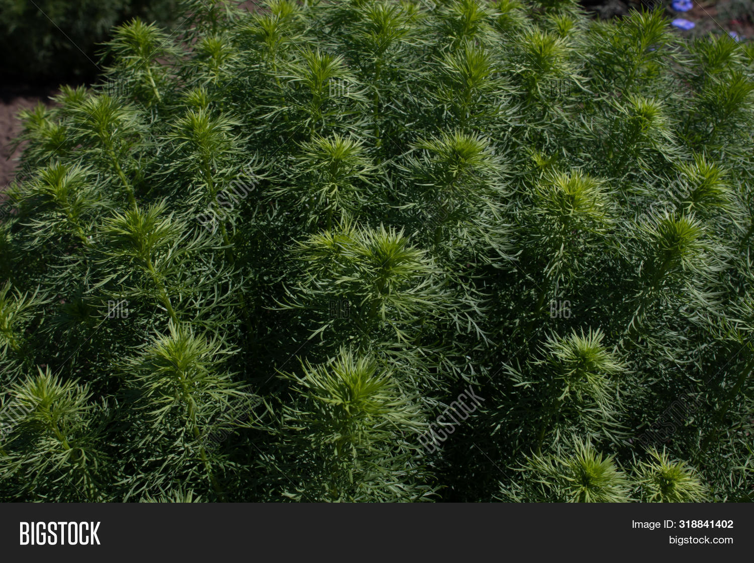 Large Fluffy Bush Image & Photo (Free Trial) | Bigstock