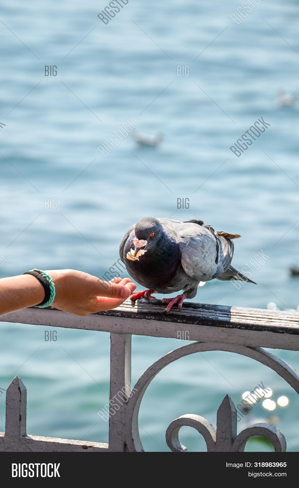 Hand Raising Doves