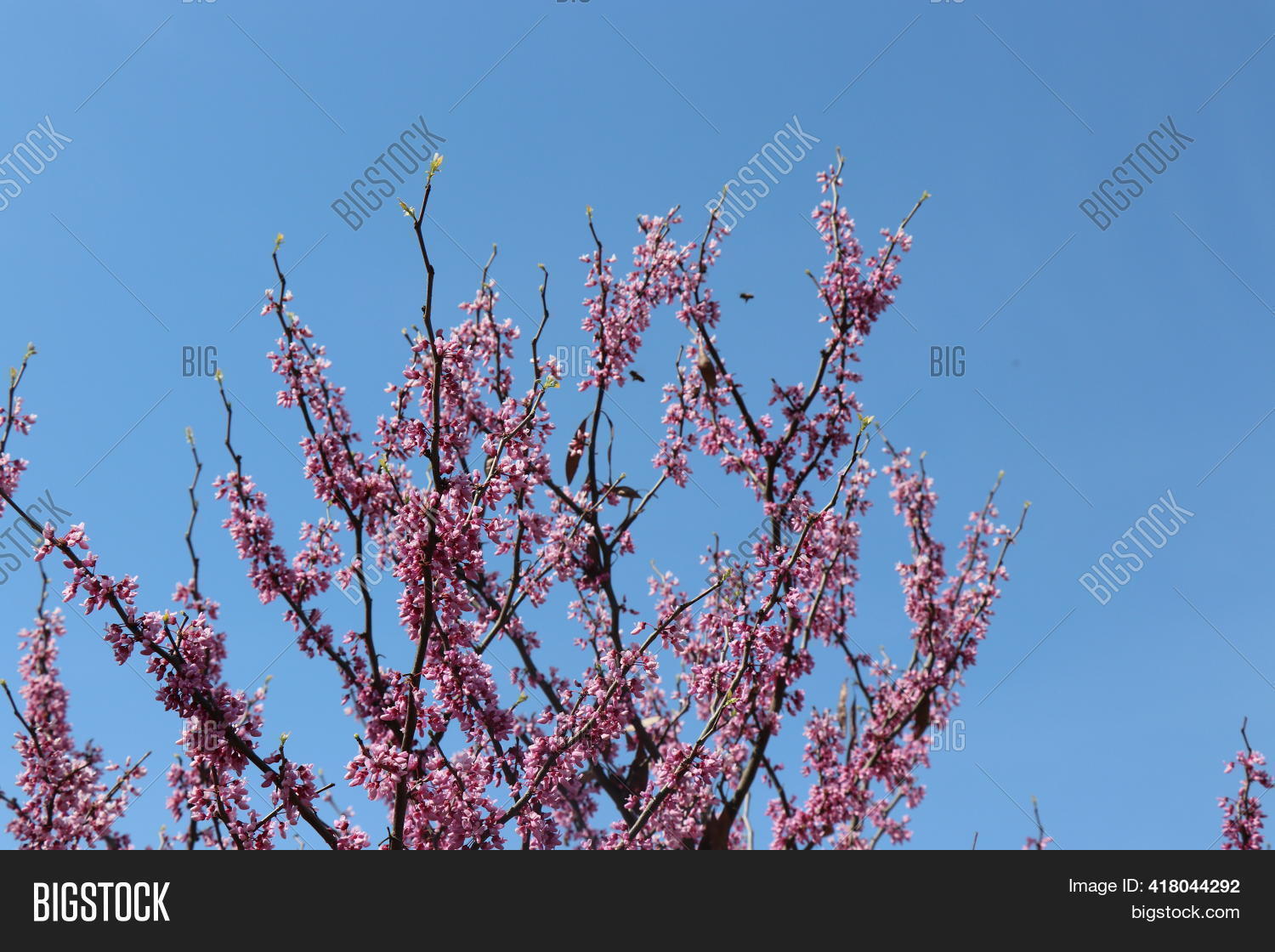 Tree Branches Small Image & Photo (Free Trial) | Bigstock