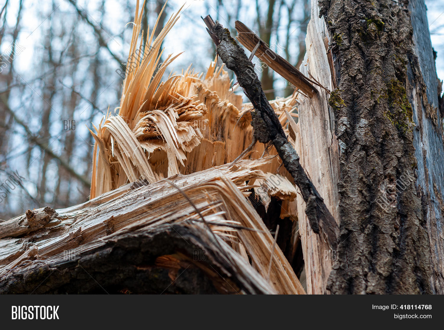 Old Dead Fallen Tree. Image & Photo (Free Trial) | Bigstock