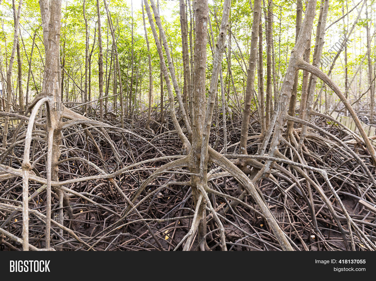 Rhizophora Apiculata Image & Photo (Free Trial) | Bigstock