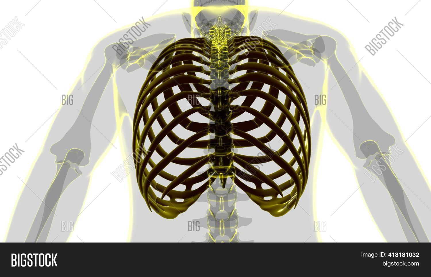 Human Skeleton Anatomy Image & Photo (Free Trial) | Bigstock