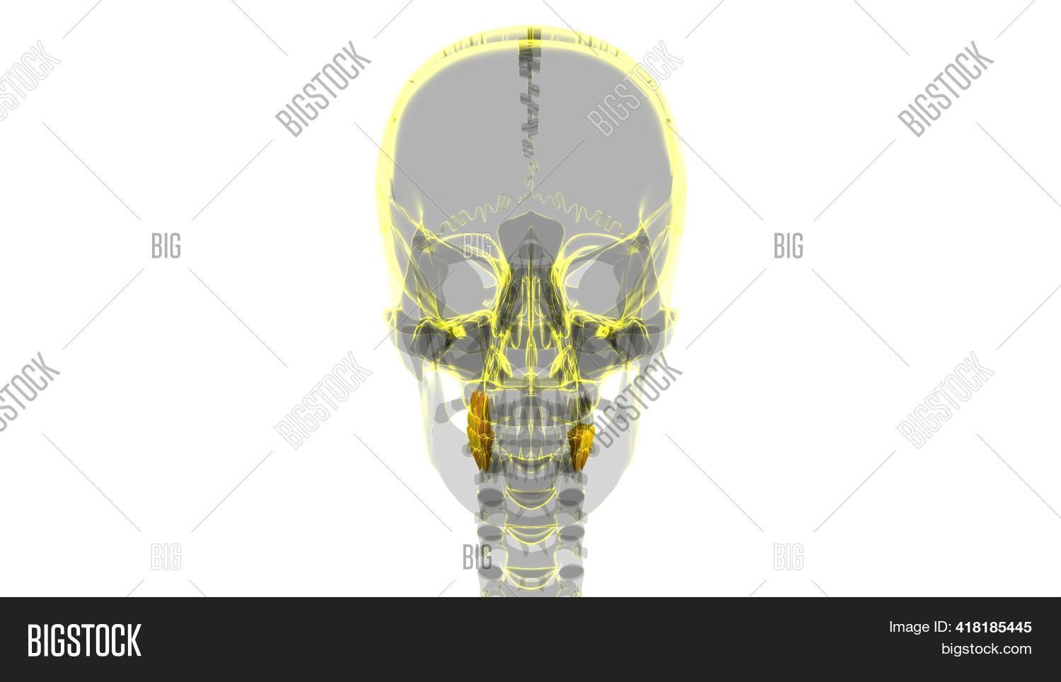Human Teeth Molars Image & Photo (Free Trial) | Bigstock