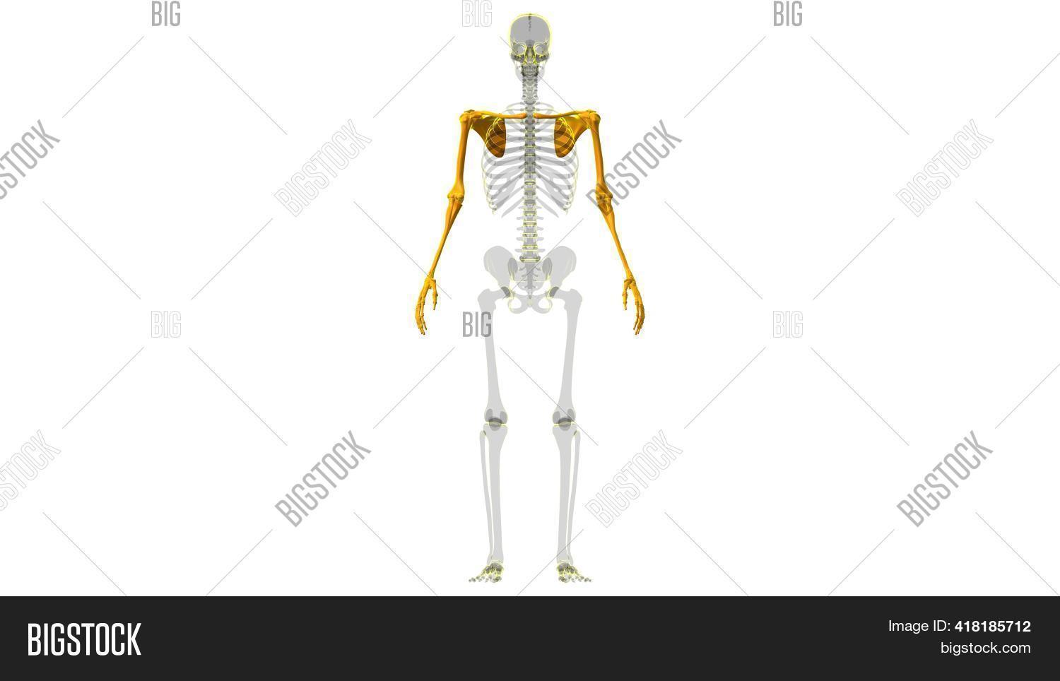Human Skeleton Upper Image & Photo (Free Trial) | Bigstock