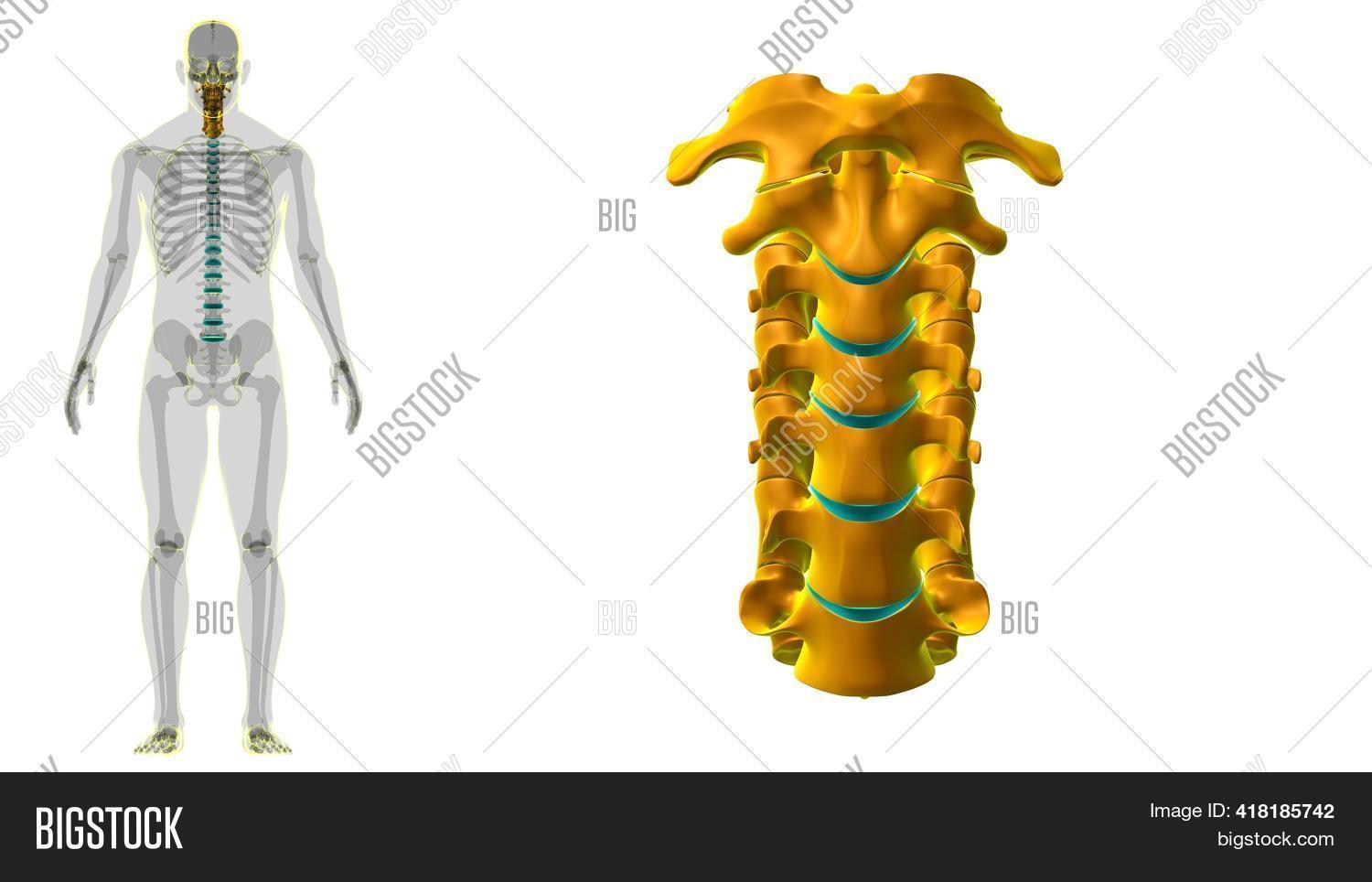 Human Skeleton Image & Photo (Free Trial) | Bigstock