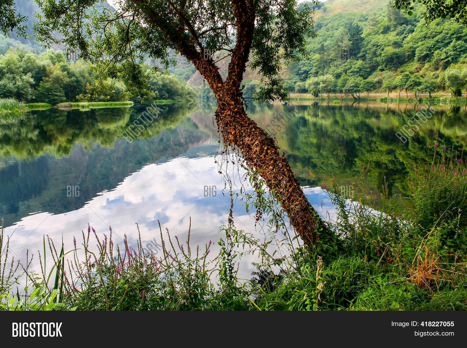 Small Tree Next River Image & Photo (Free Trial) | Bigstock