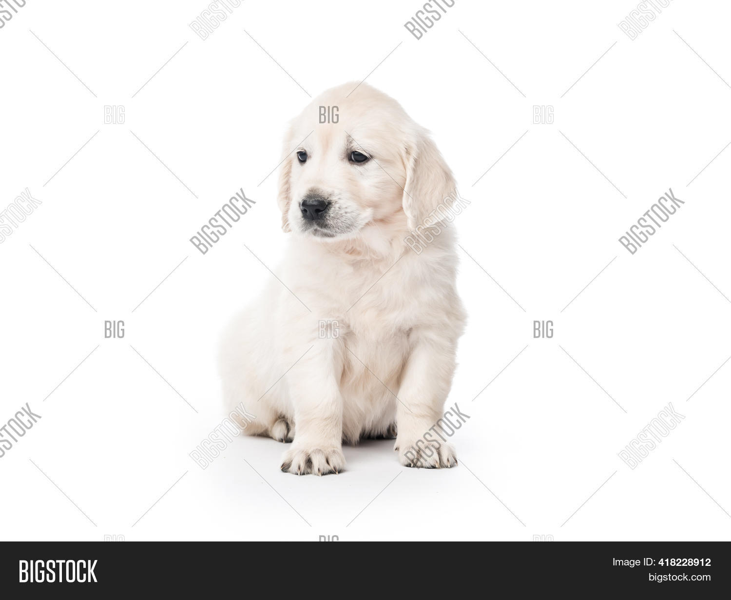 Cute Little Golden Image & Photo (Free Trial) | Bigstock