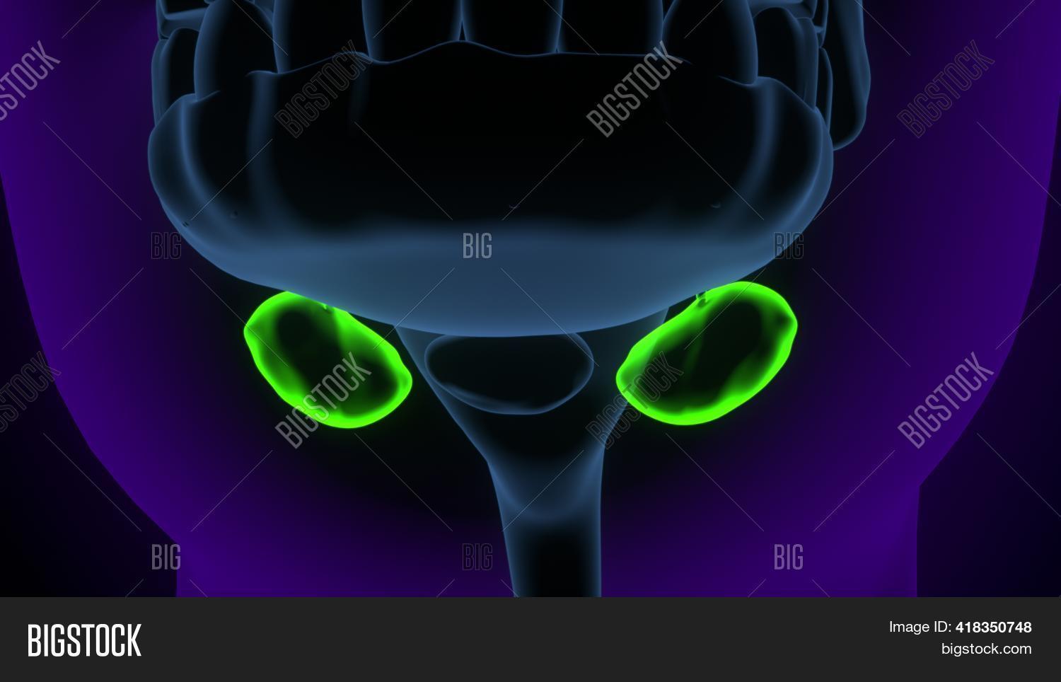 Human Body Glands Image & Photo (Free Trial) | Bigstock