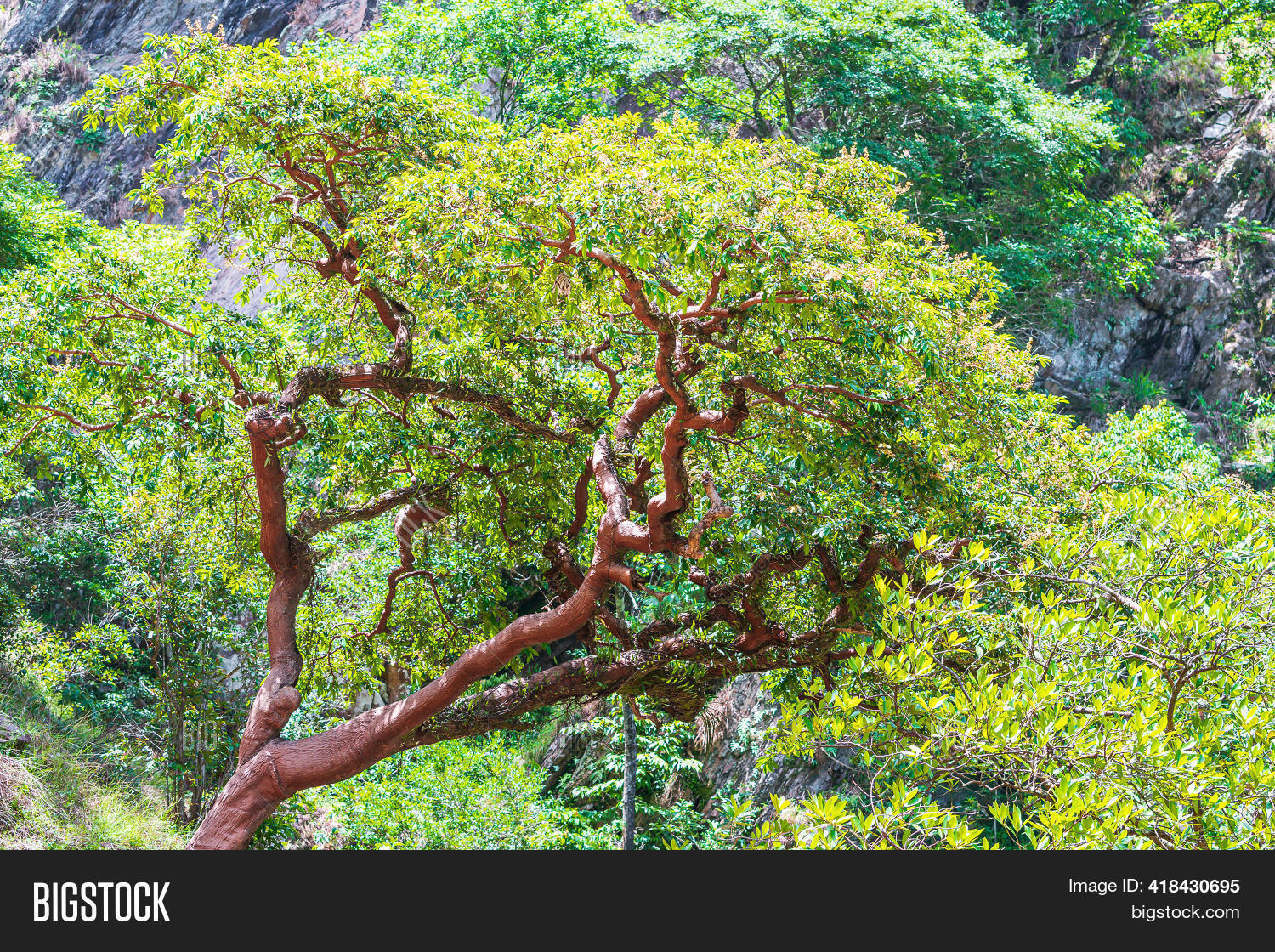 Landscape Tree Image & Photo (Free Trial) | Bigstock