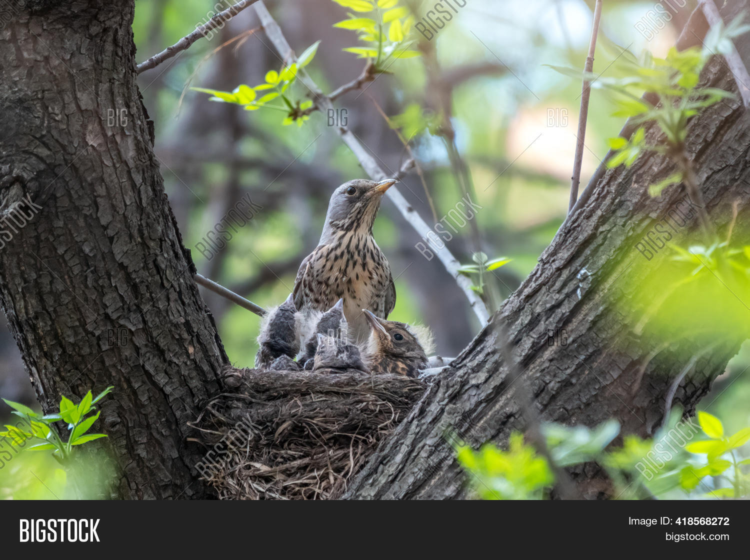 Thrush Fieldfare, Image & Photo (Free Trial) | Bigstock