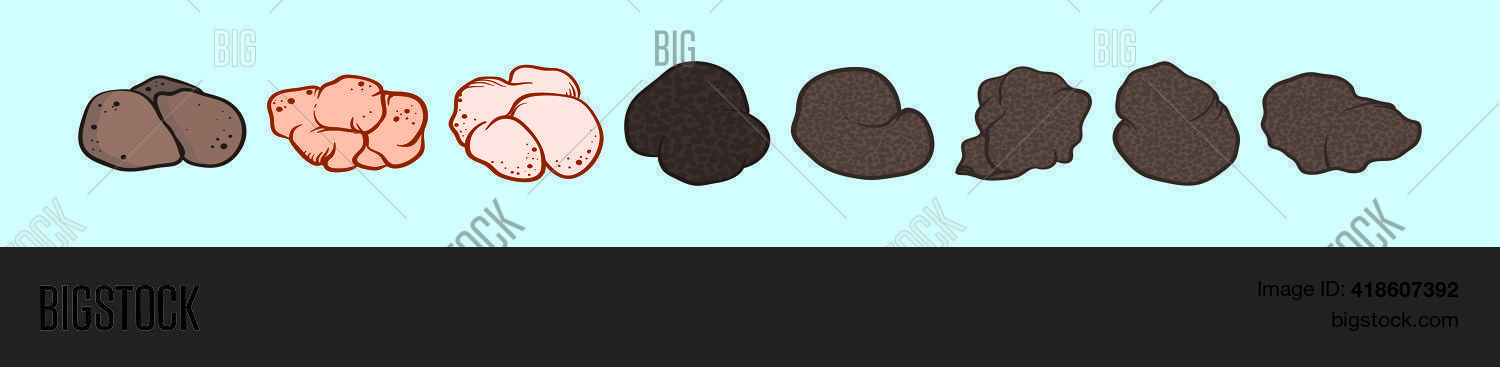 Set Truffles Cartoon Vector & Photo (Free Trial) | Bigstock