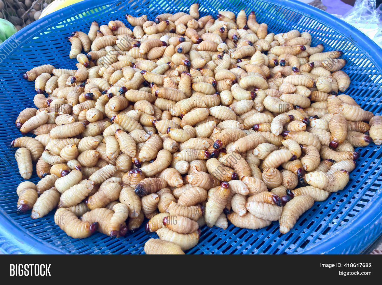 Coconut Worms Image & Photo (Free Trial) | Bigstock