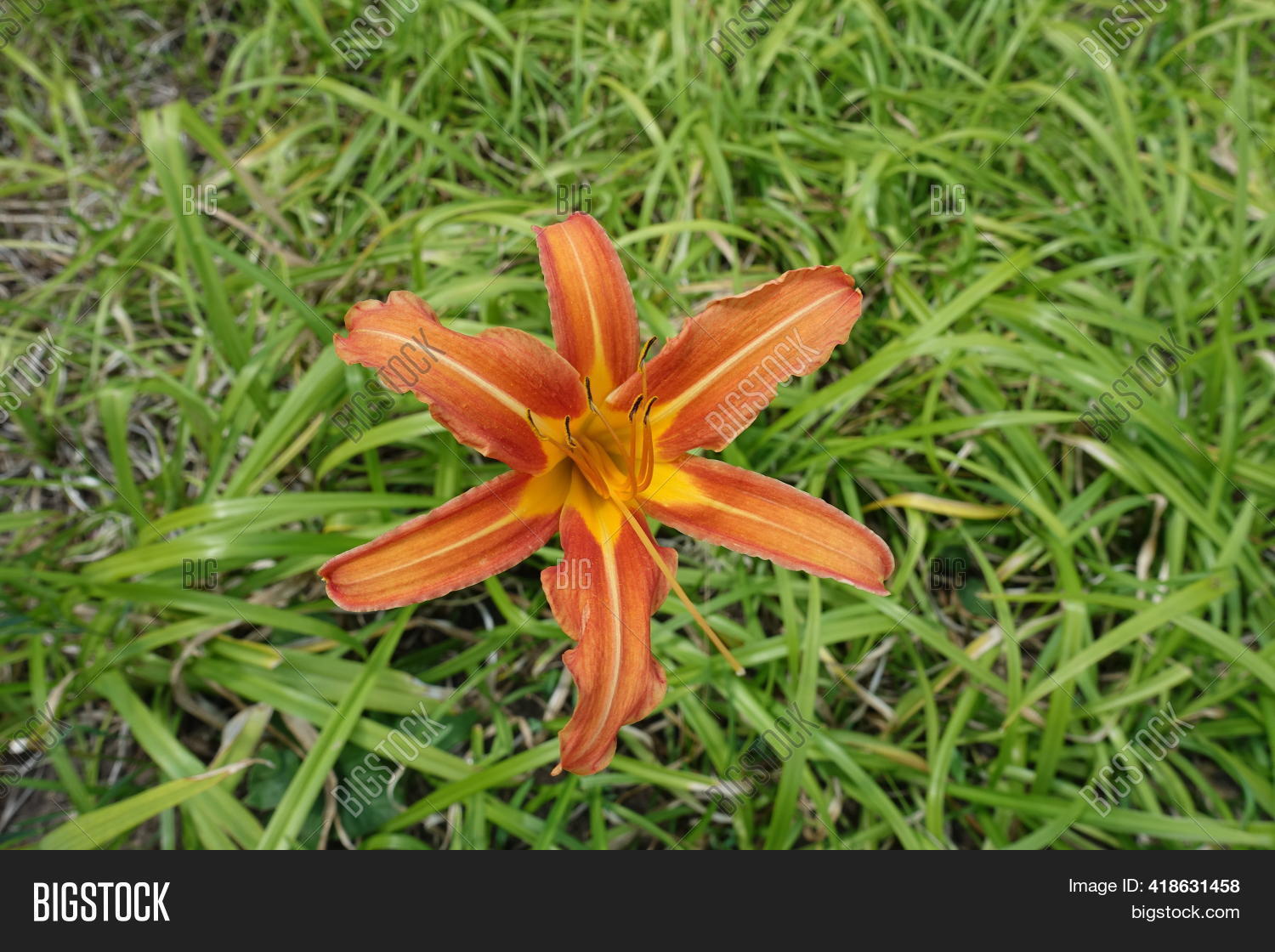 Single Orange Flower Image & Photo (Free Trial) | Bigstock