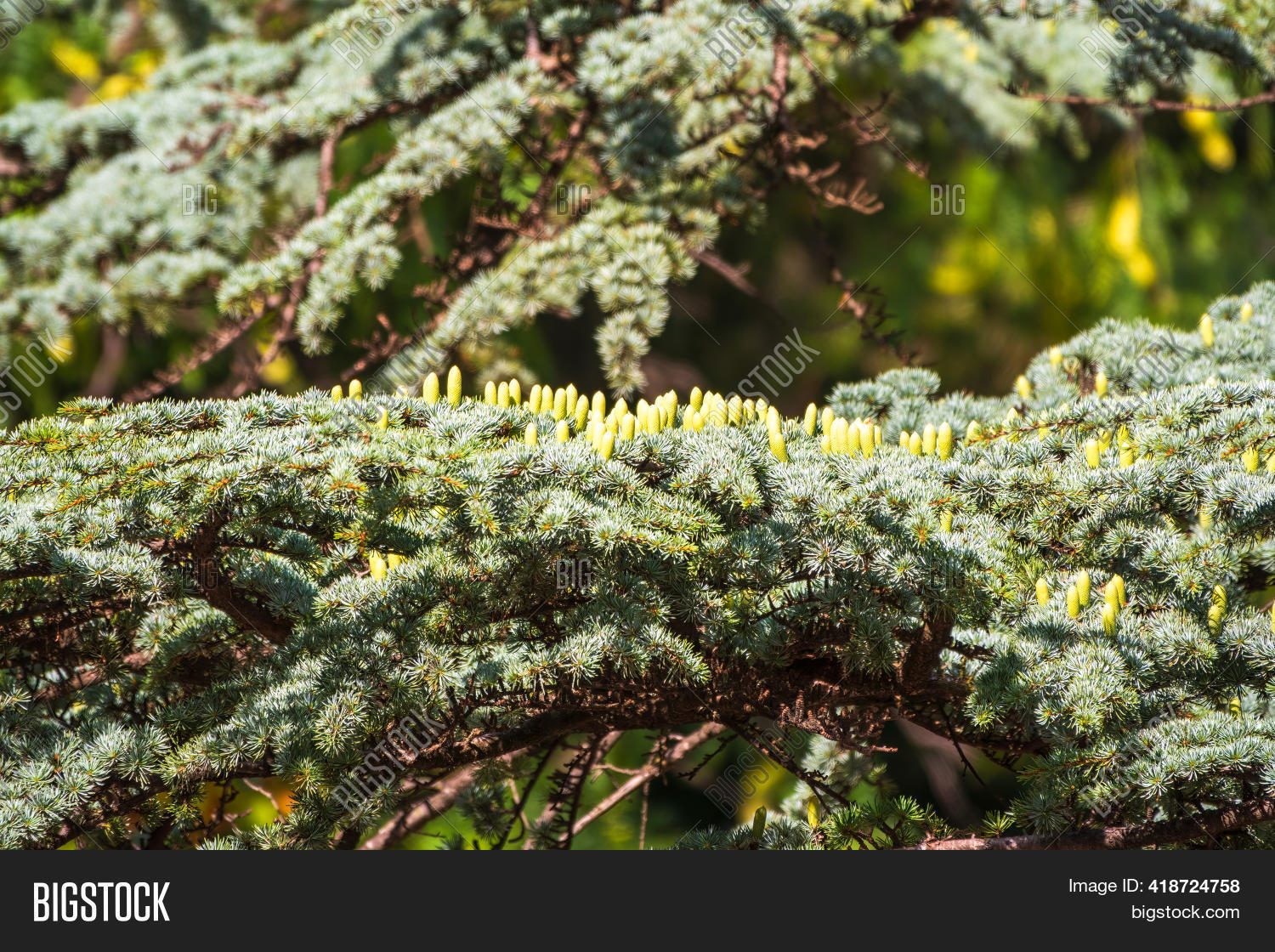 Branch Atlas Cedar Image & Photo (Free Trial) | Bigstock