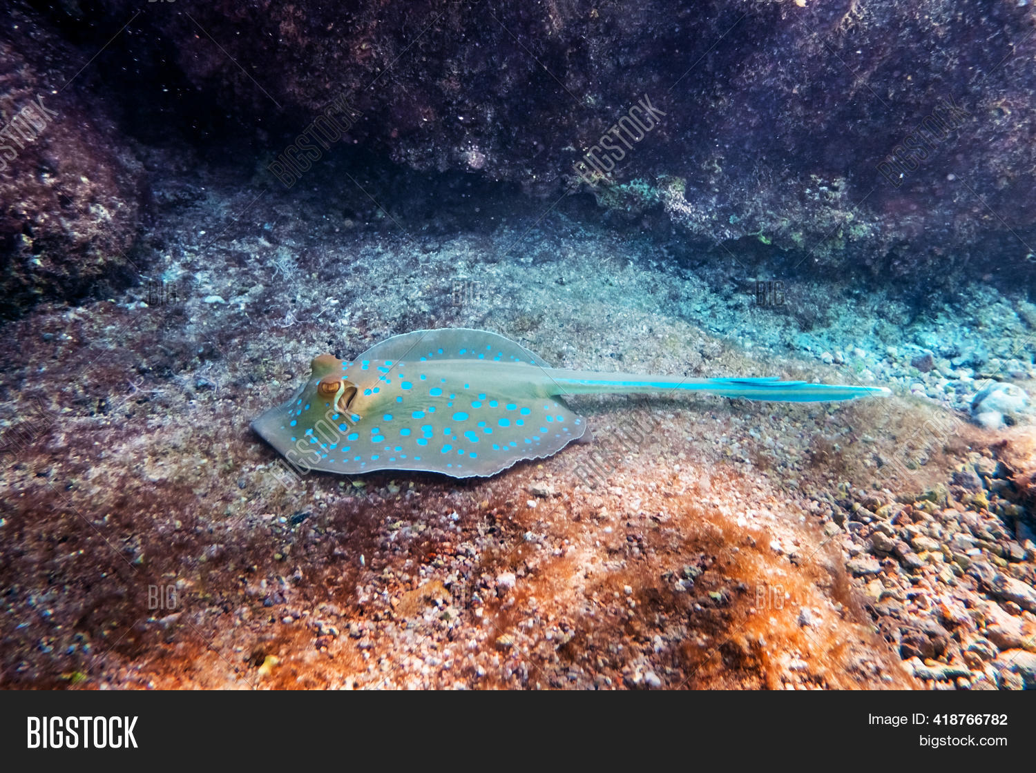 Blue Spotted Stingray Image & Photo (Free Trial) | Bigstock