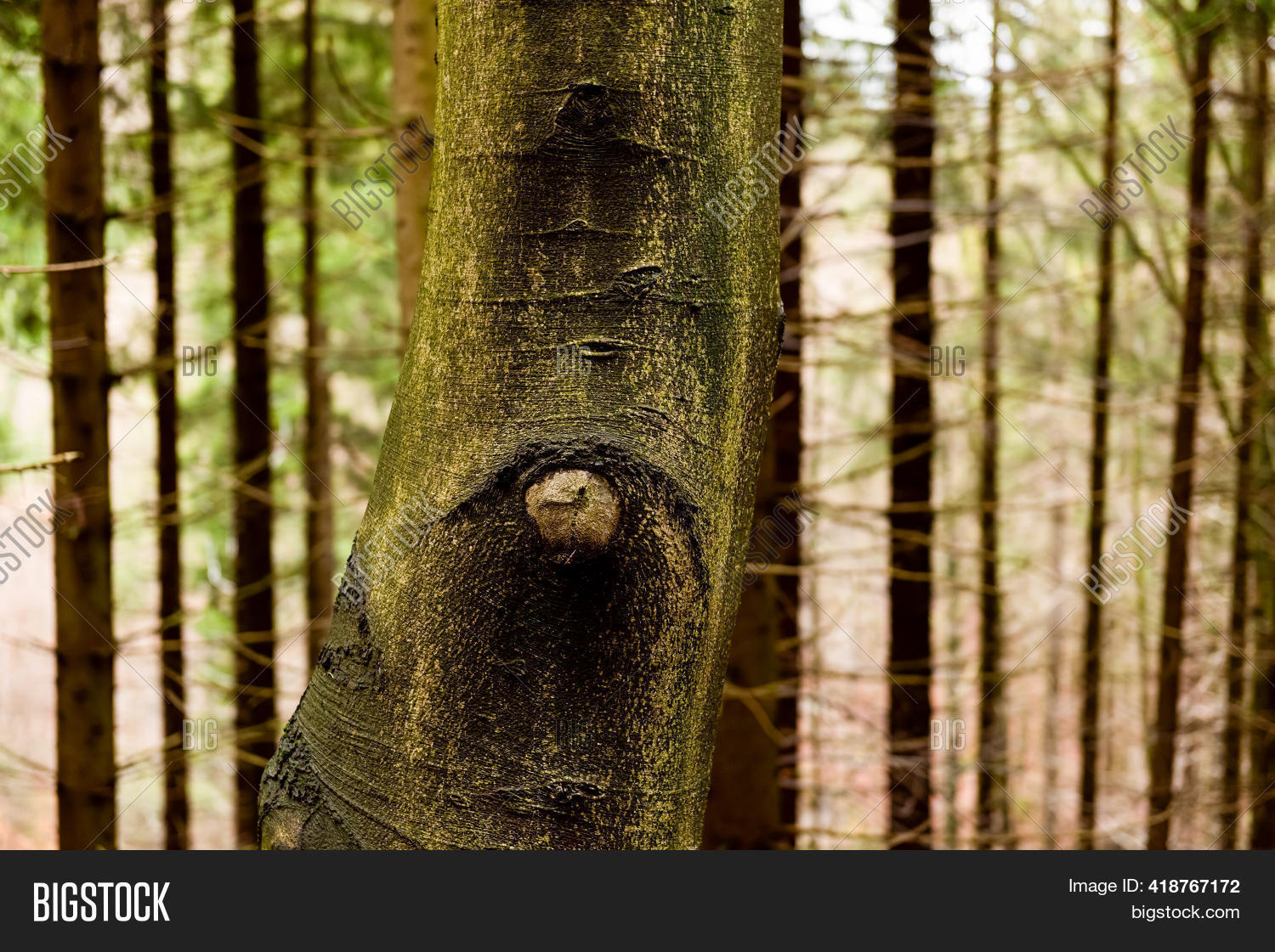 Tree Trunk Eye Deep Image & Photo (Free Trial) | Bigstock