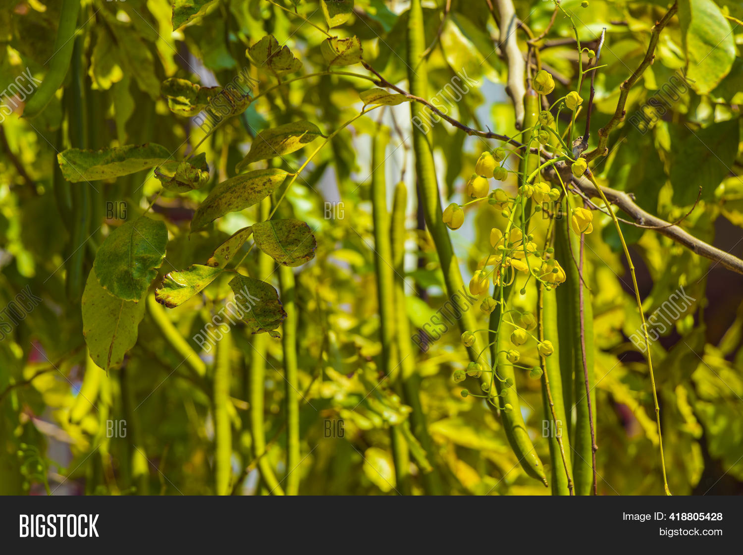 Indian Cassia Tree Image & Photo (Free Trial) | Bigstock